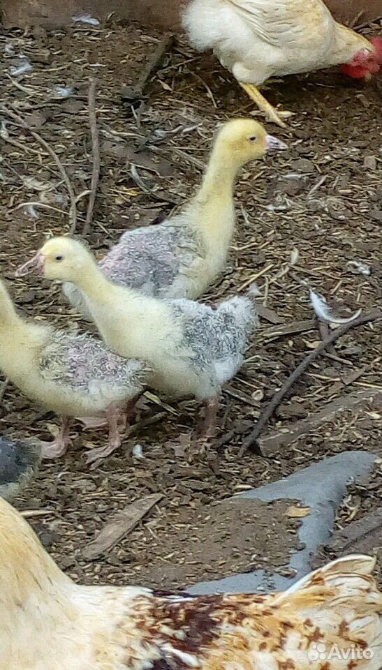 Гуси, утки, бройлеры, цесарки
