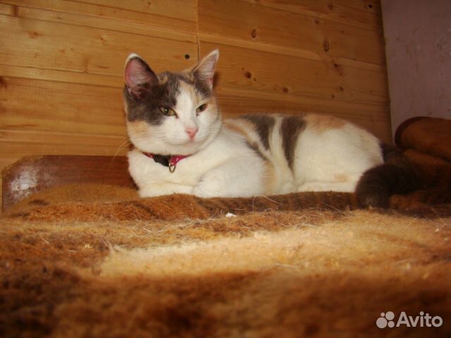 Отдам кошку
