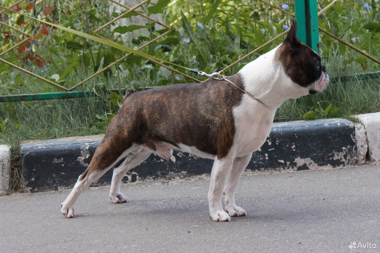 Бостон-терьер для вязки