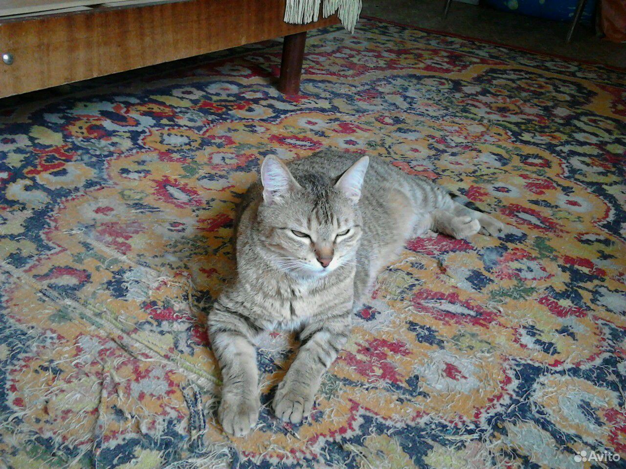 Кошка Есения