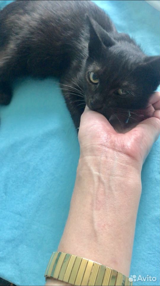 Черный котёнок, мальчик (кошки, котята, кот, коты)