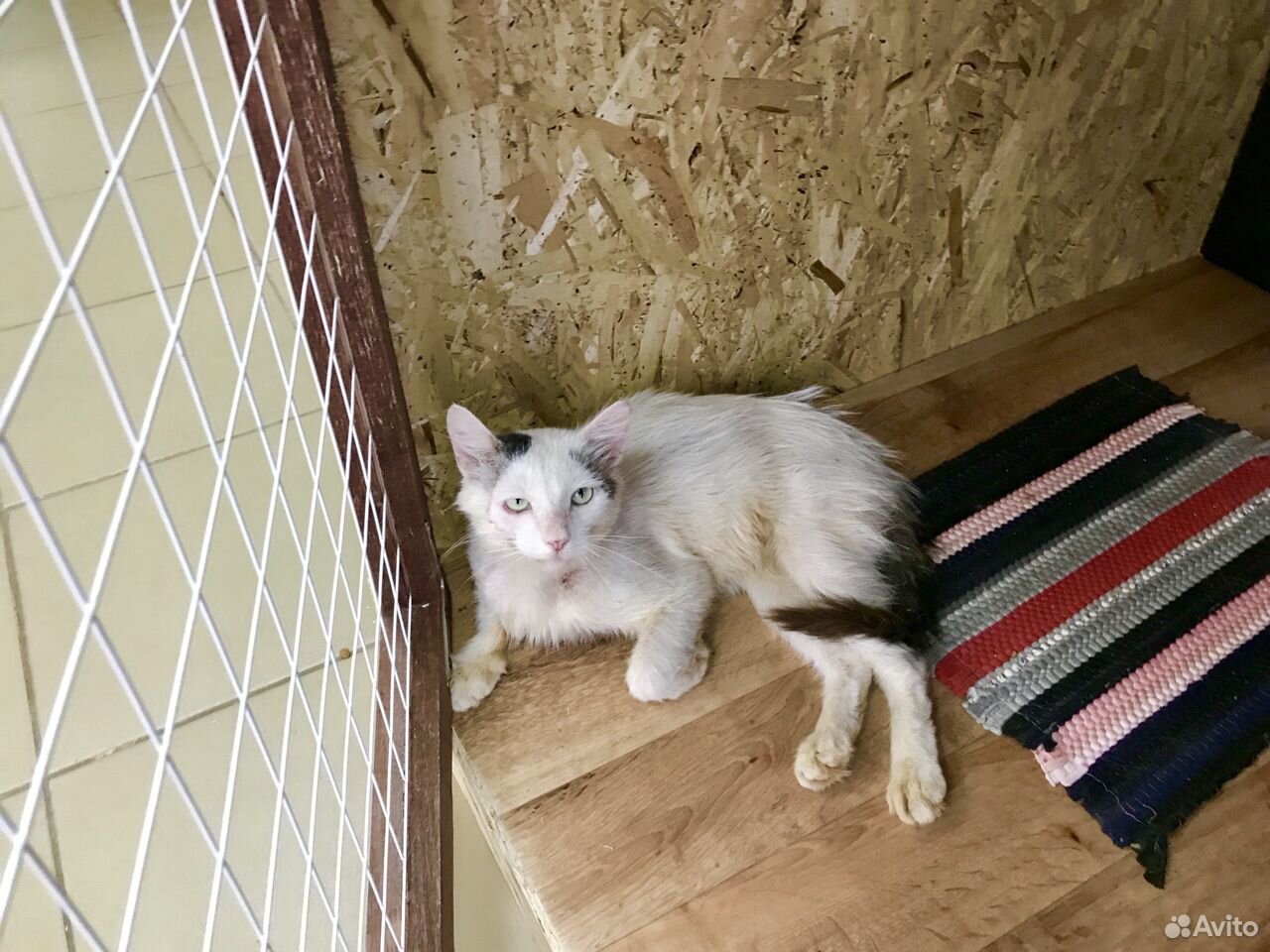 Зеленоглазый кот Снежок, кошки, коты, котики, кот