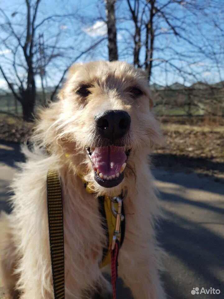 Отдам даром собаку Иви