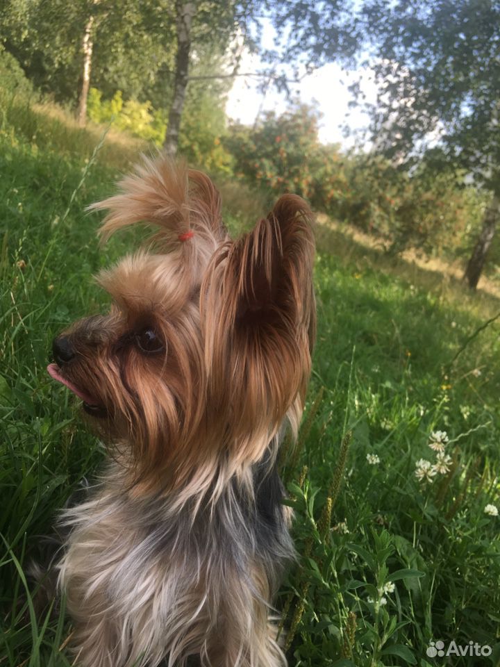 Йоркширский терьер (ищем девочку)