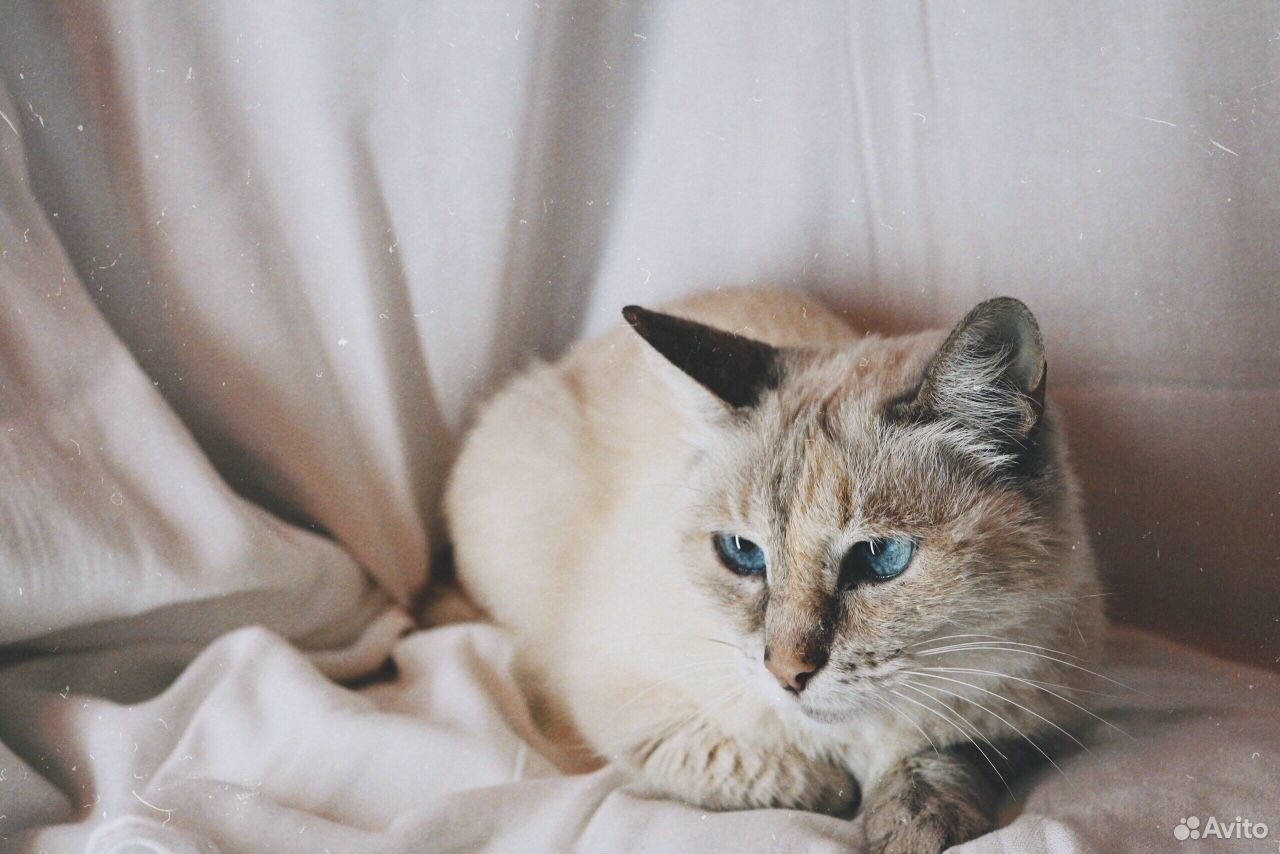 Кошка с космическими глазами