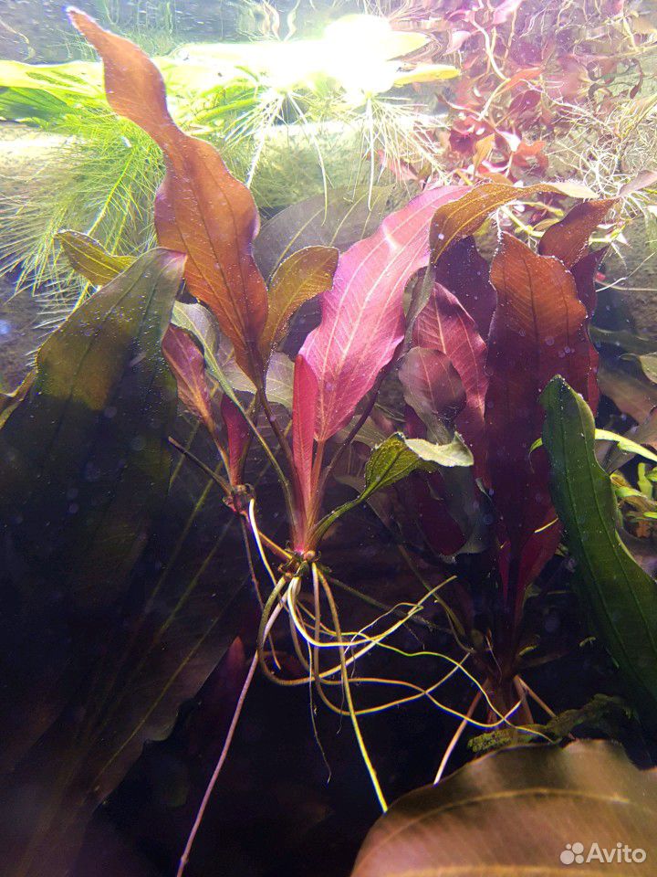 Сортовые Эхинодорусы