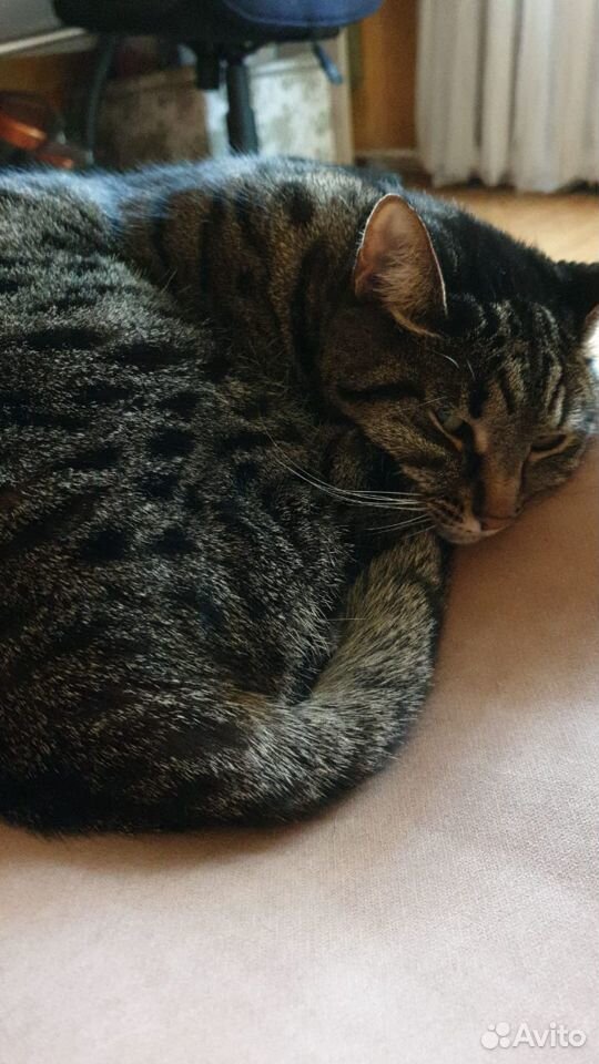 Кошка Сэнди ищет дом