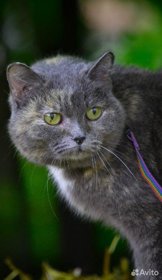 Ласкуша Бусинка