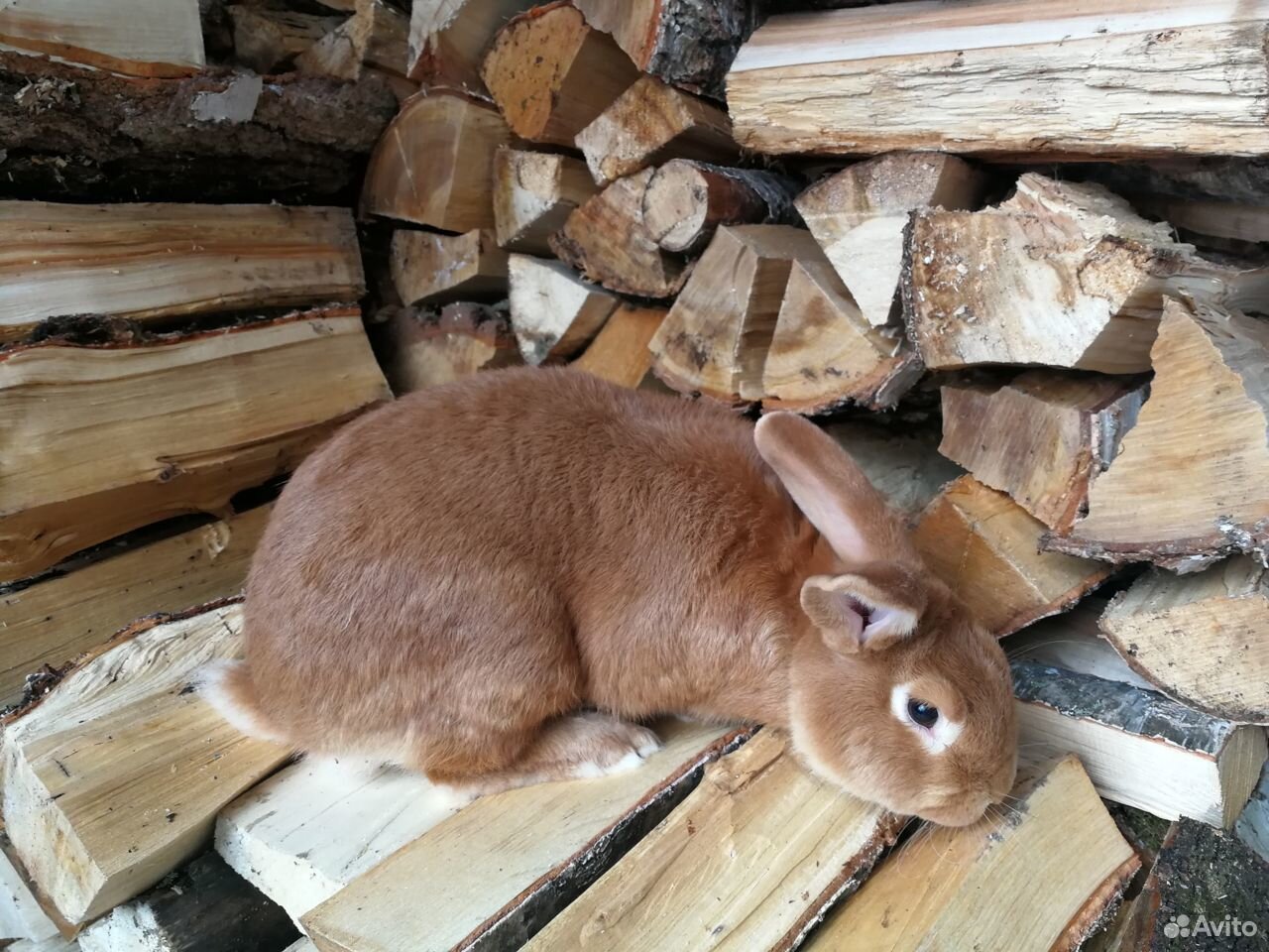 Кролики мясных и мясошкурковых пород