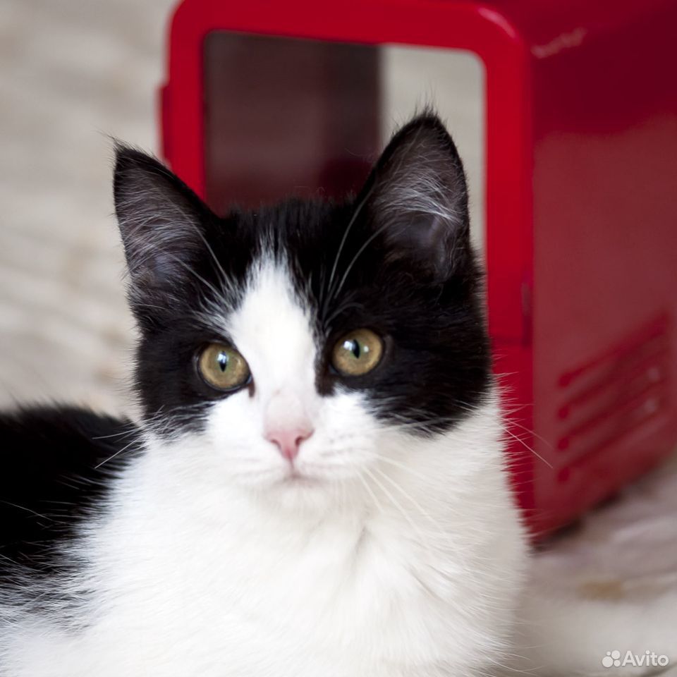 Клюква и Черри, кошечки 2,5-3мес