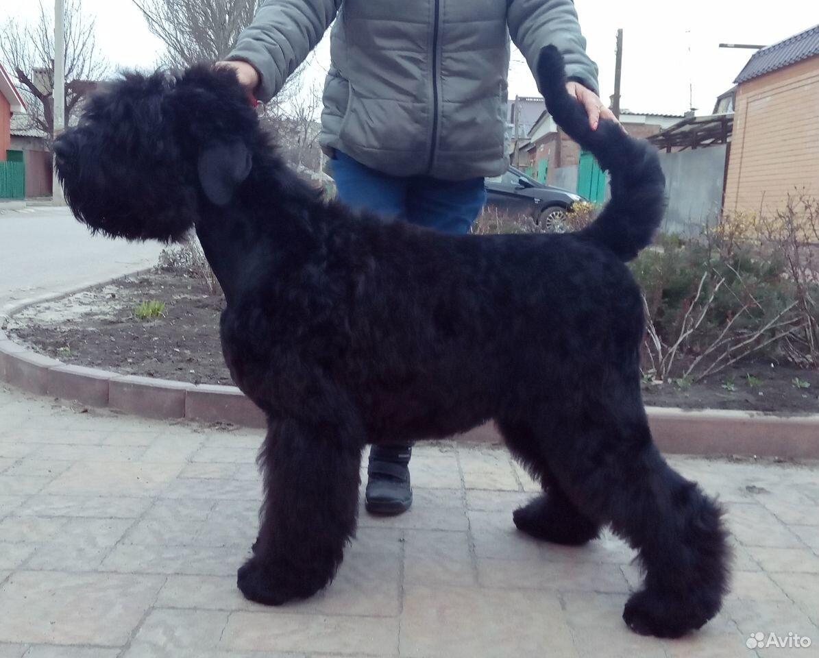 Русский Черный Терьер -Чекист с Золотого Града