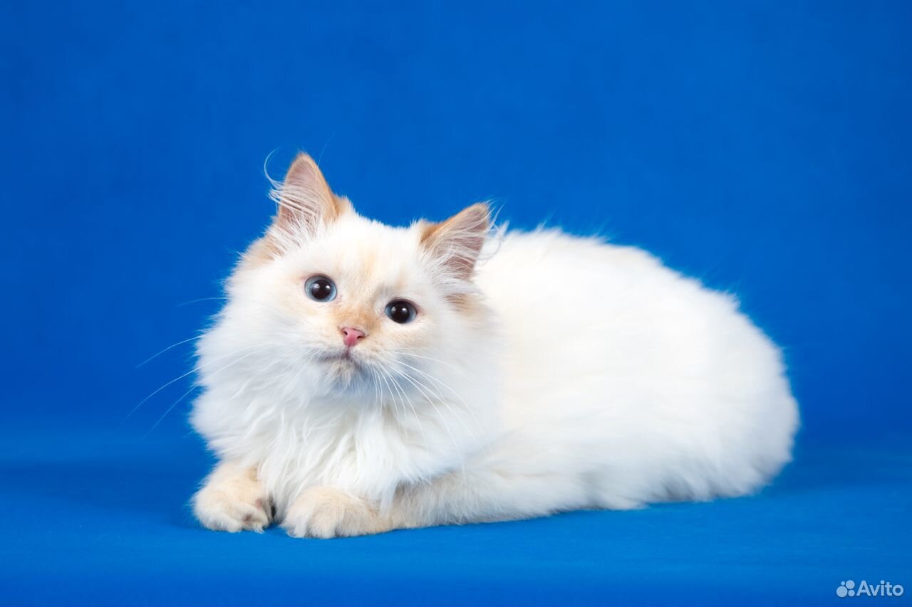 Невский маскарадный редпойнт котенок Ронни