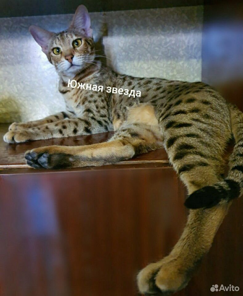Сванна F3