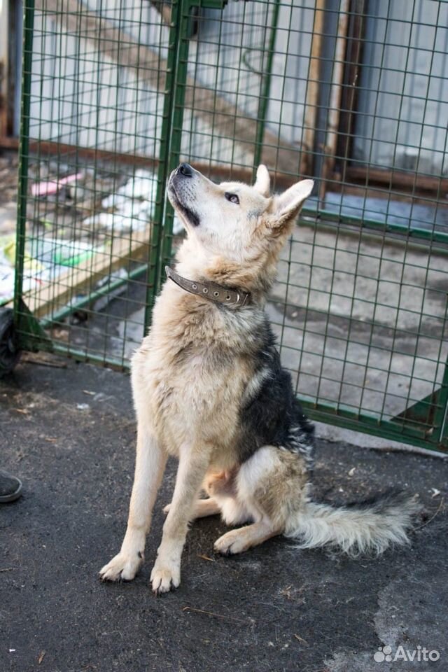 Собака бесплатно