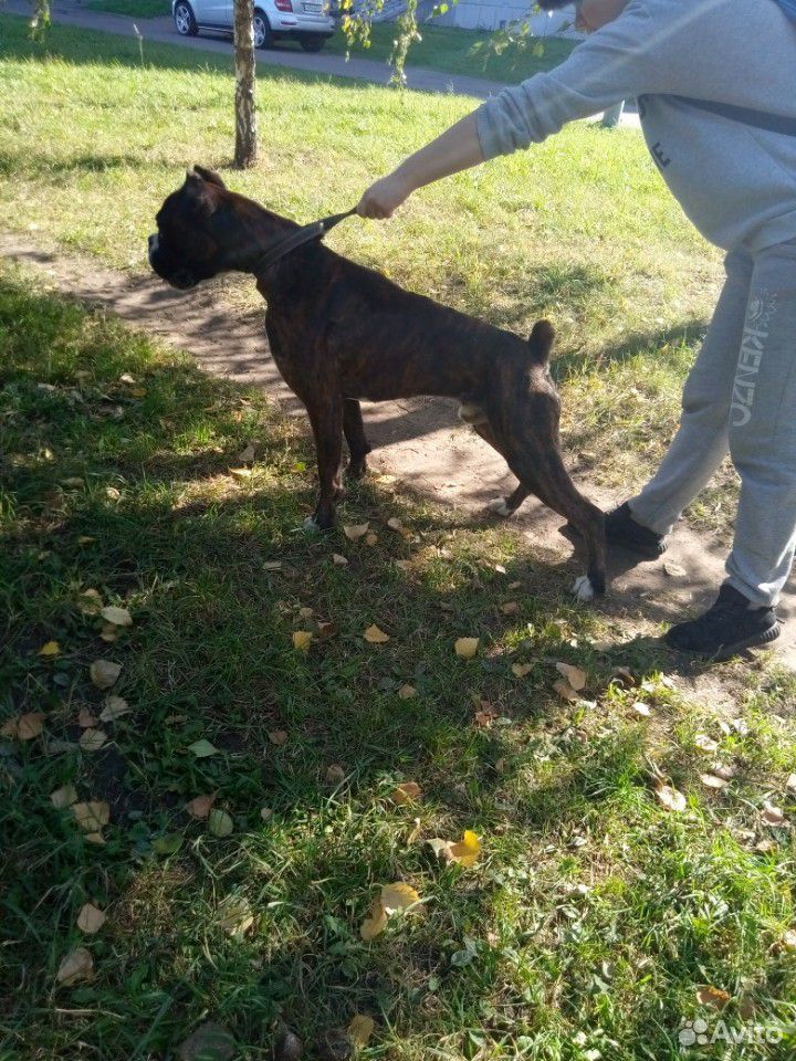 Немецкий боксер вязка