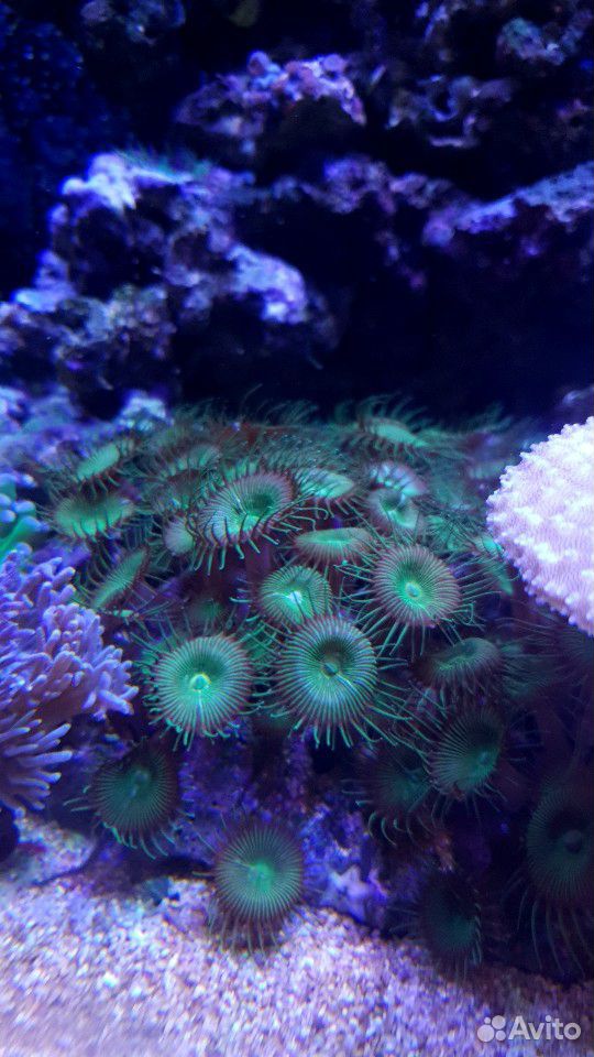 Продам простые неприхотливые кораллы