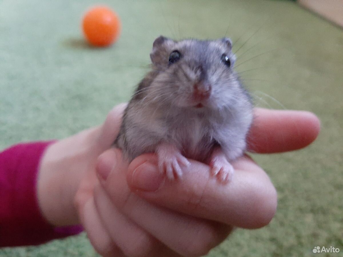 Хомяки джунгарские