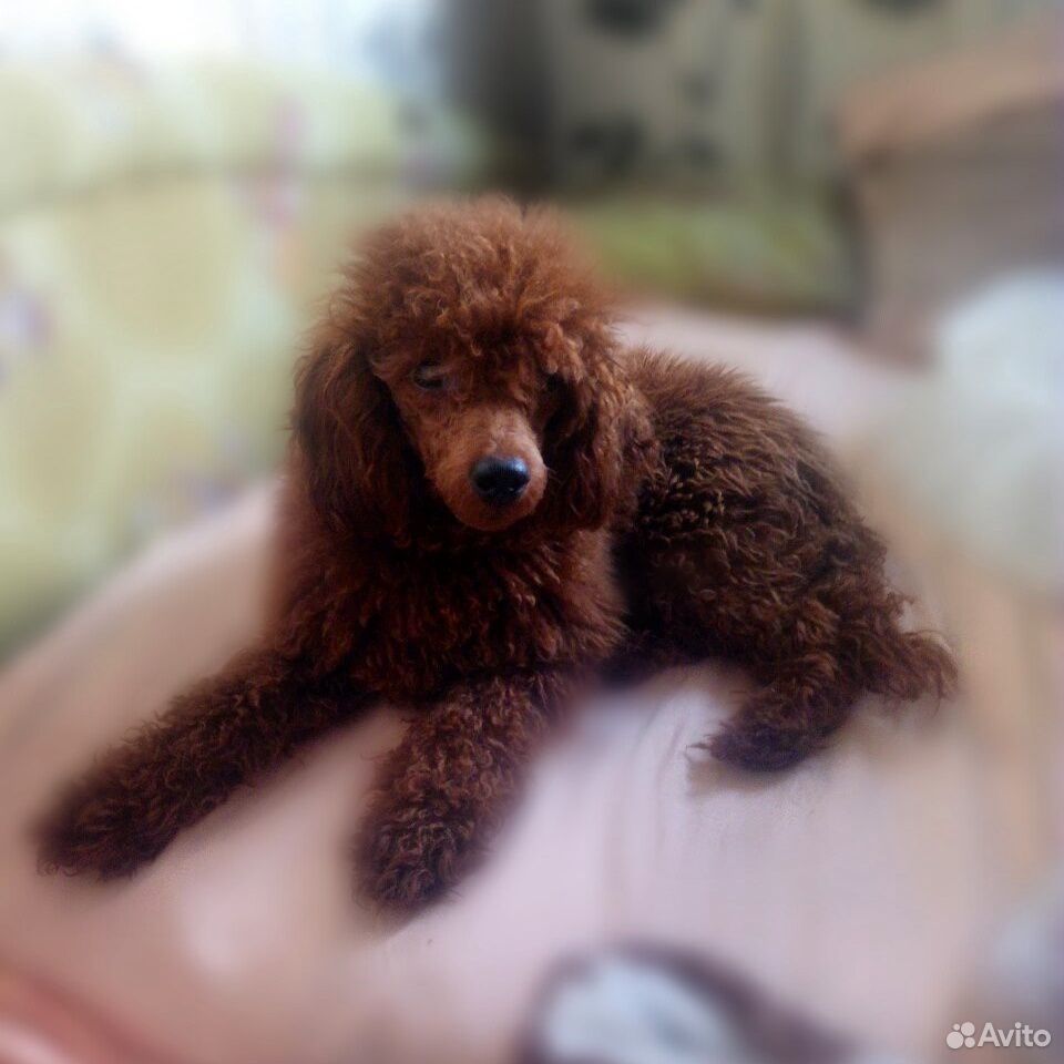 Вязка.пудель ждет невест