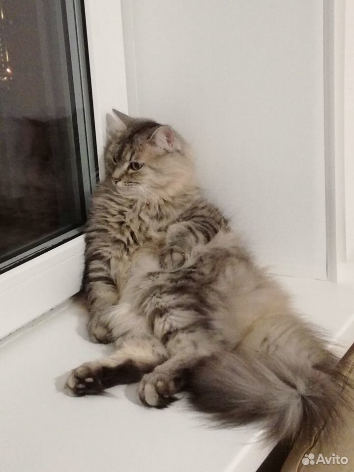 Кот мышелов