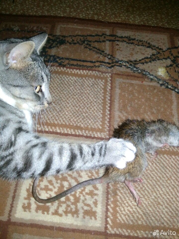 Кошка крысолов