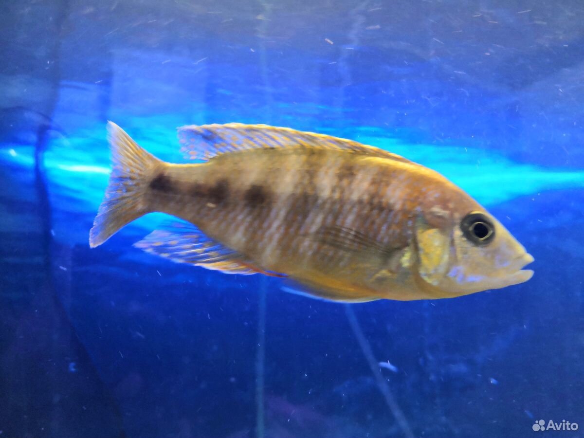 Обмен на самца Бурунди