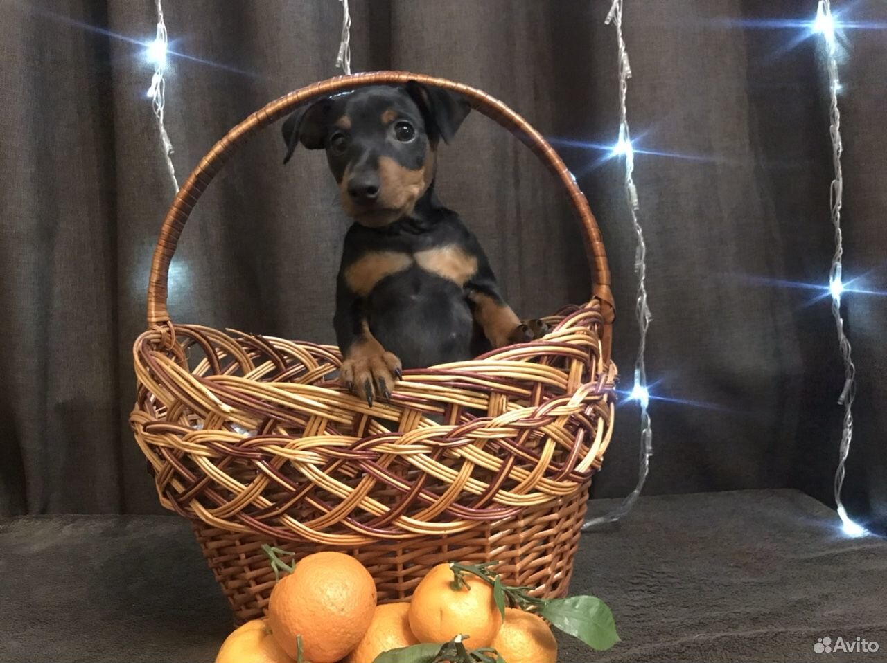 Щенки карликова пинчера (цвергпинчера) мальчик