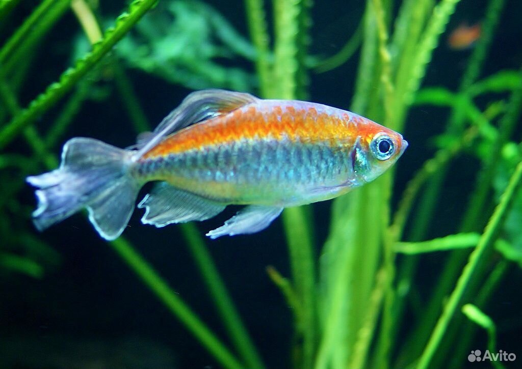 Рыба Тетра Конго