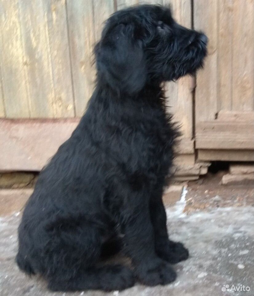 Алиментный щенок ризеншнауцер