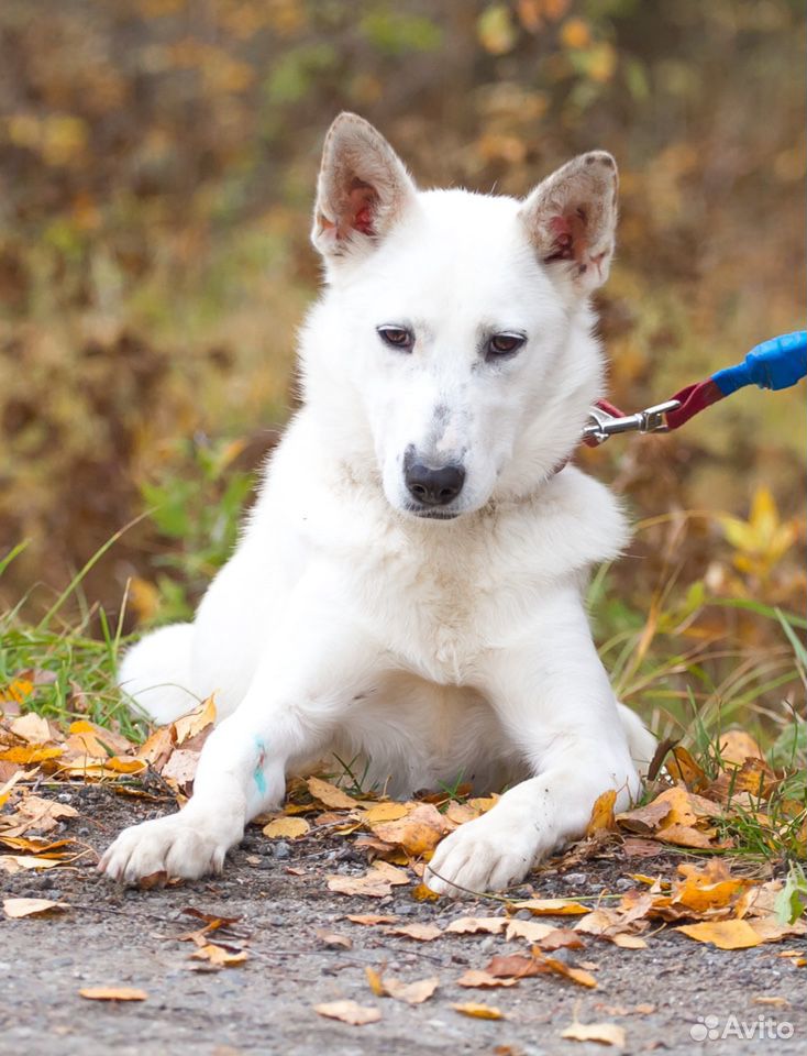 Глухая собака Белла