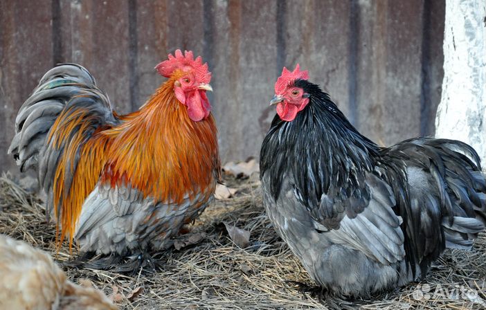 Куры - карликовый кохинхин и В 33