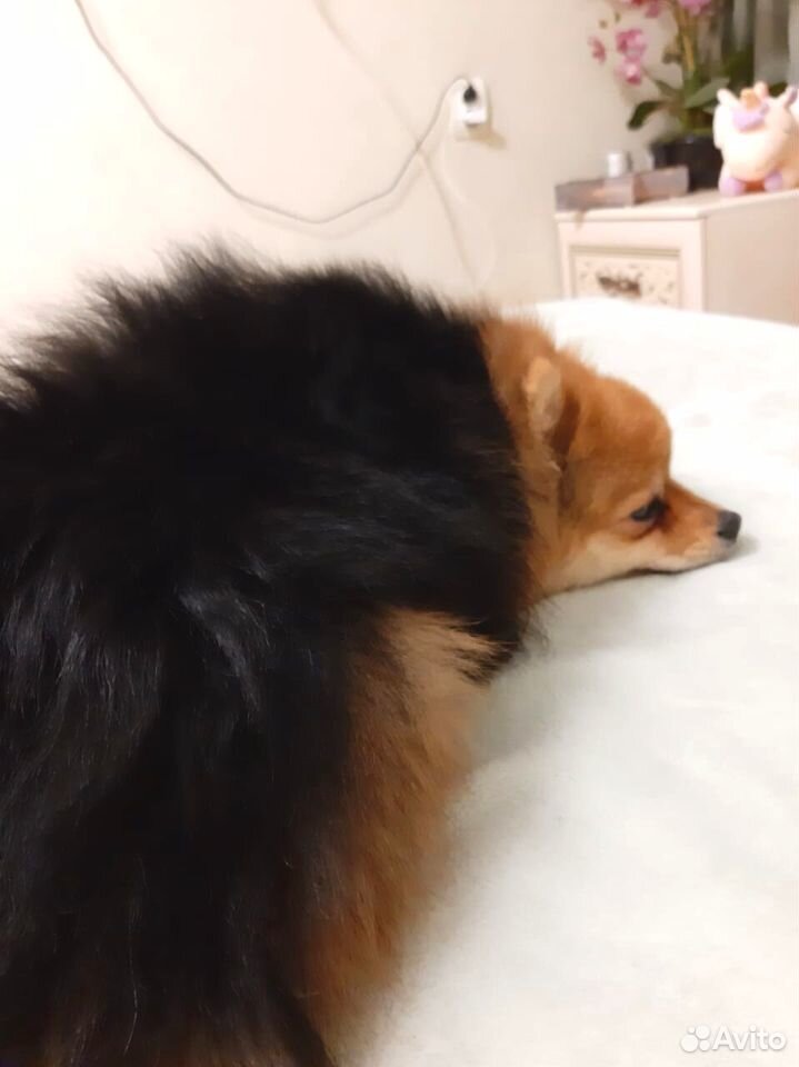 Немецкий Шпиц на вязку