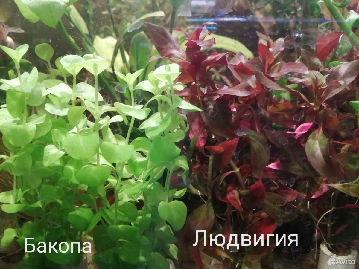 Растения для аквариума