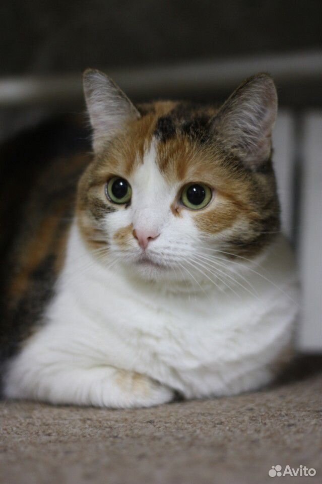 Классная кошка в добрые руки