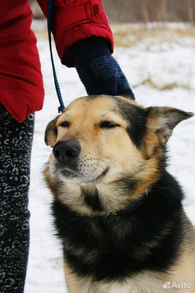 Скромный пёс Веня в дар