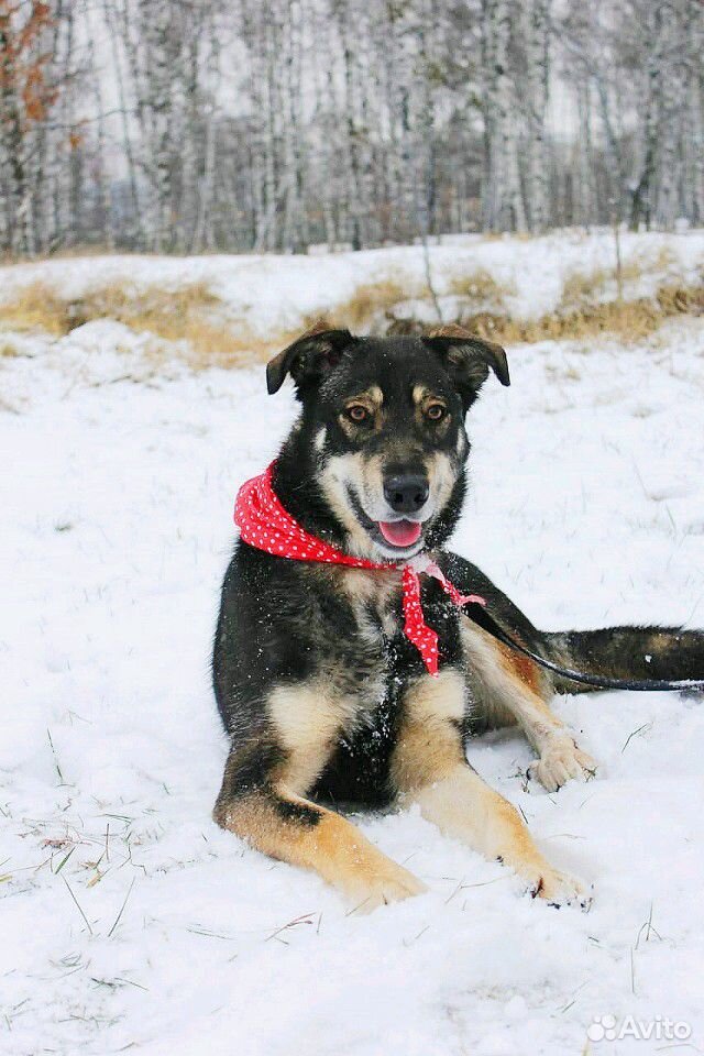 Веселый Боня в дар