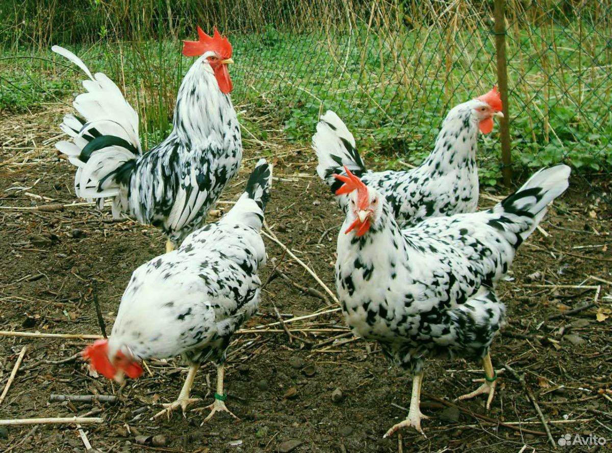 Цыплята кур несушек