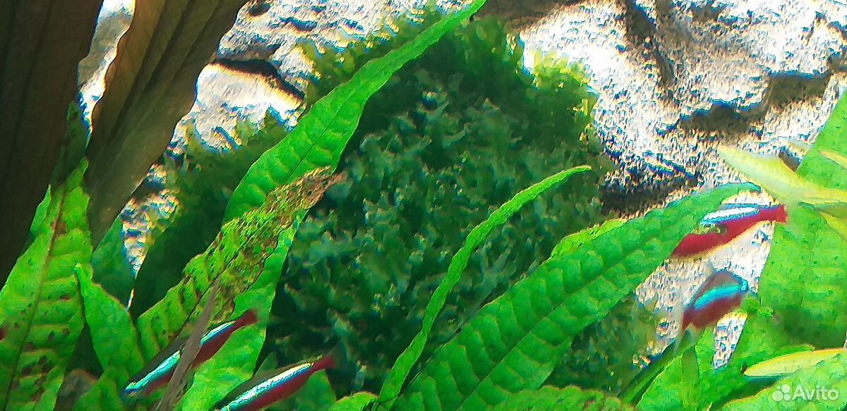 Мох лилиопсис