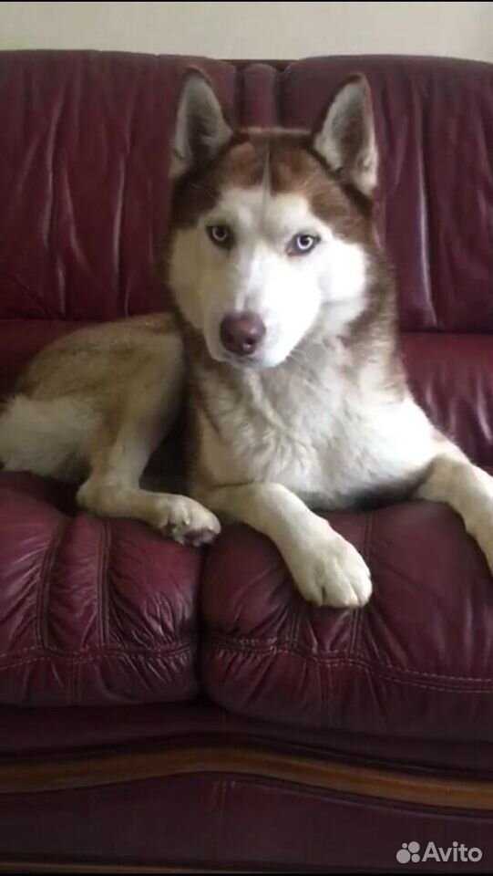 Кобель Сибирский Хаски Ищет Невесту