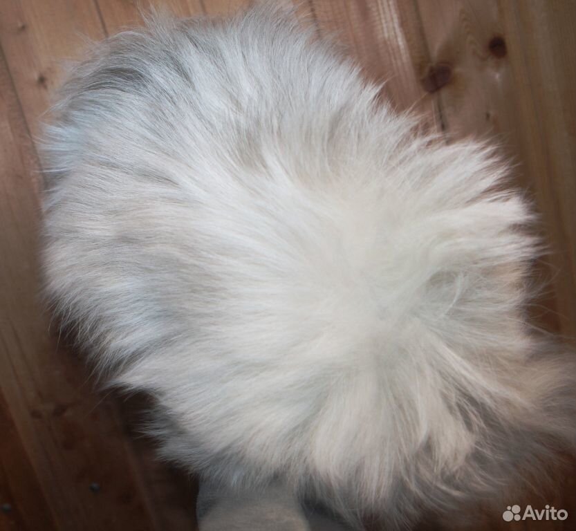 Пом шпиц лиловая крошка мерле