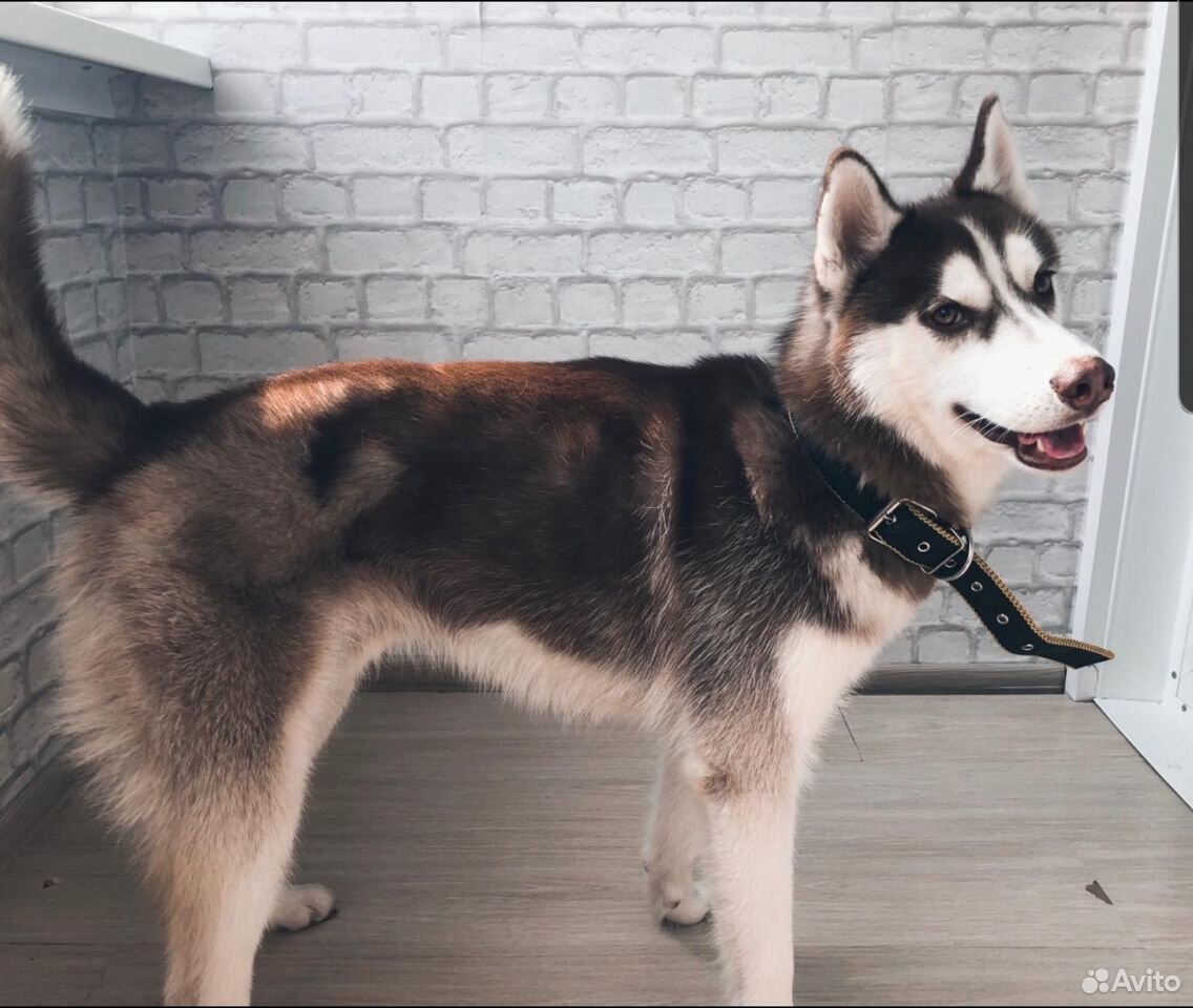 Сибирский хаски Вязка