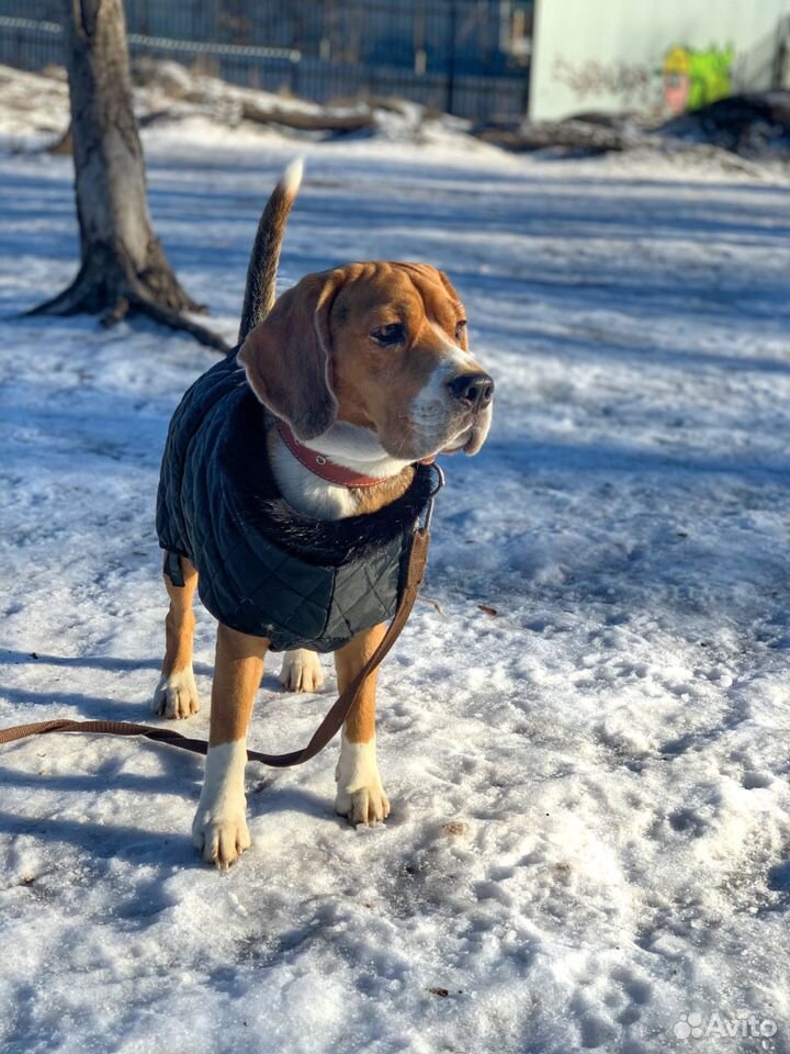 Бигль для вязки (кобель)