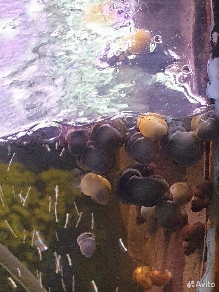 Улитки ампулярии