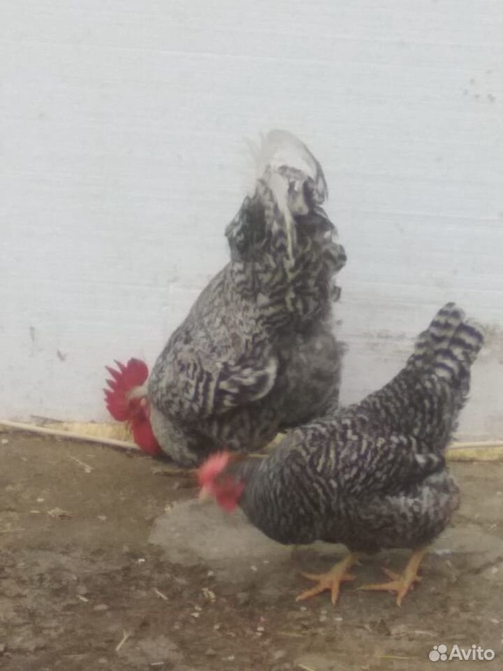 Цыплята плимутрок