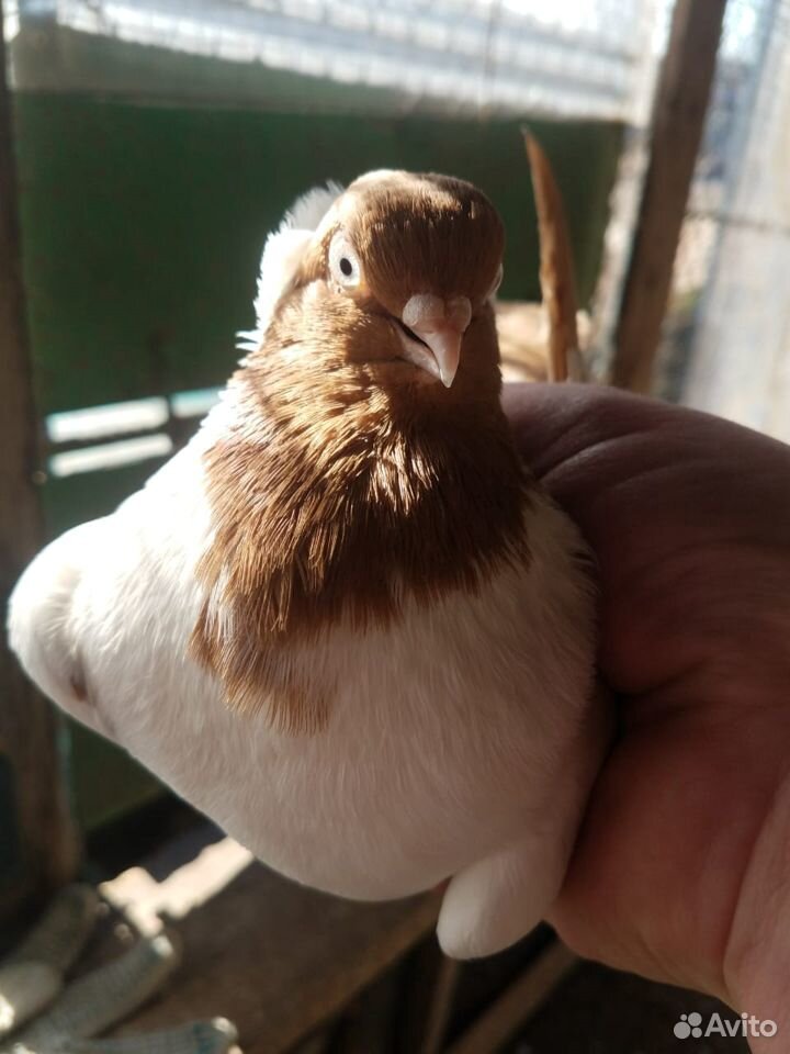 Продаю голубей