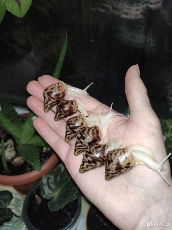 Улитки Ахатины Ретикулята альбино и стандарт