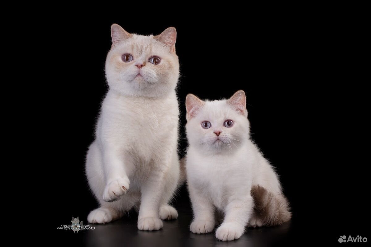 Британский котёнок