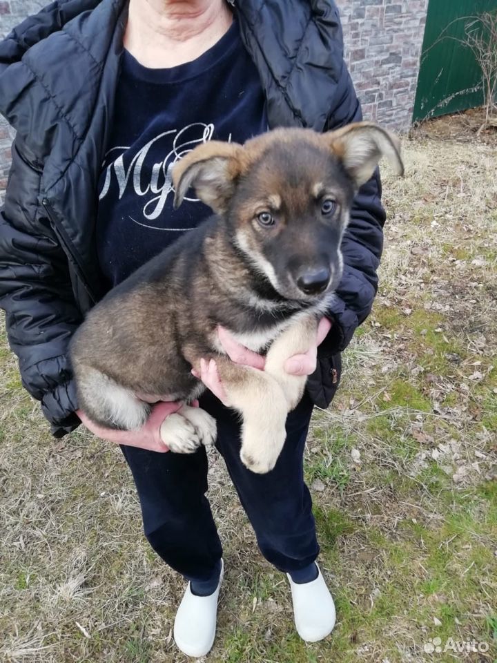 Щенок мальчик игривый ласковый