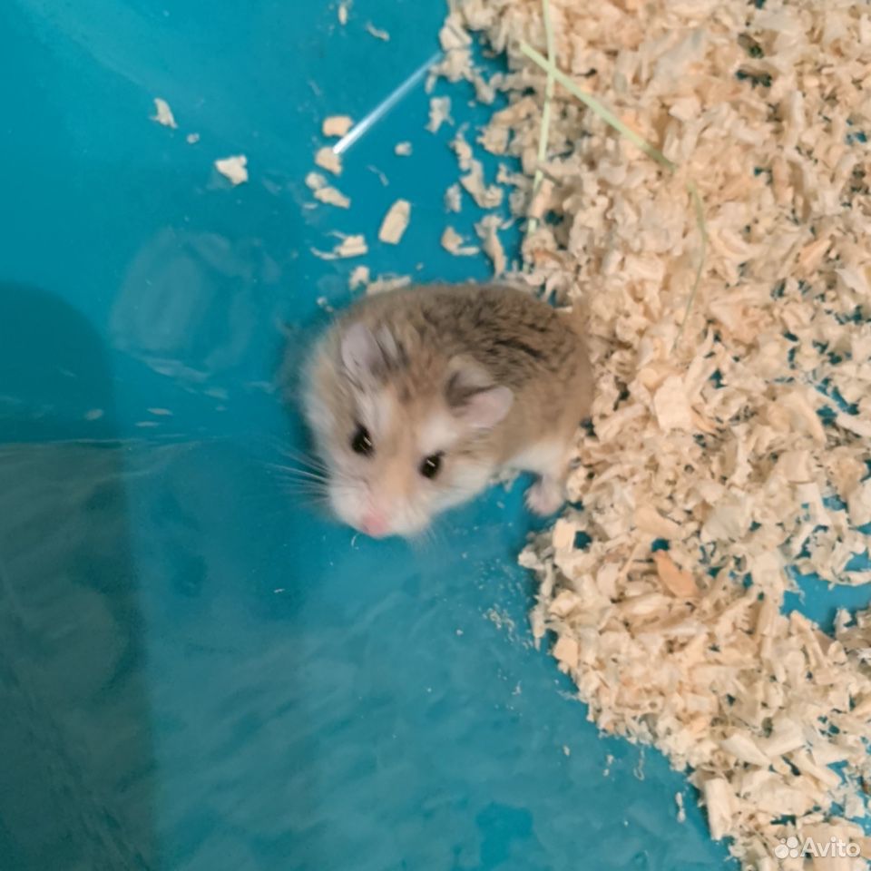 Хомяк Роборовского