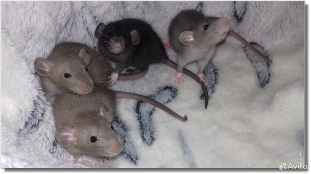 Крысята Дамбо малыши