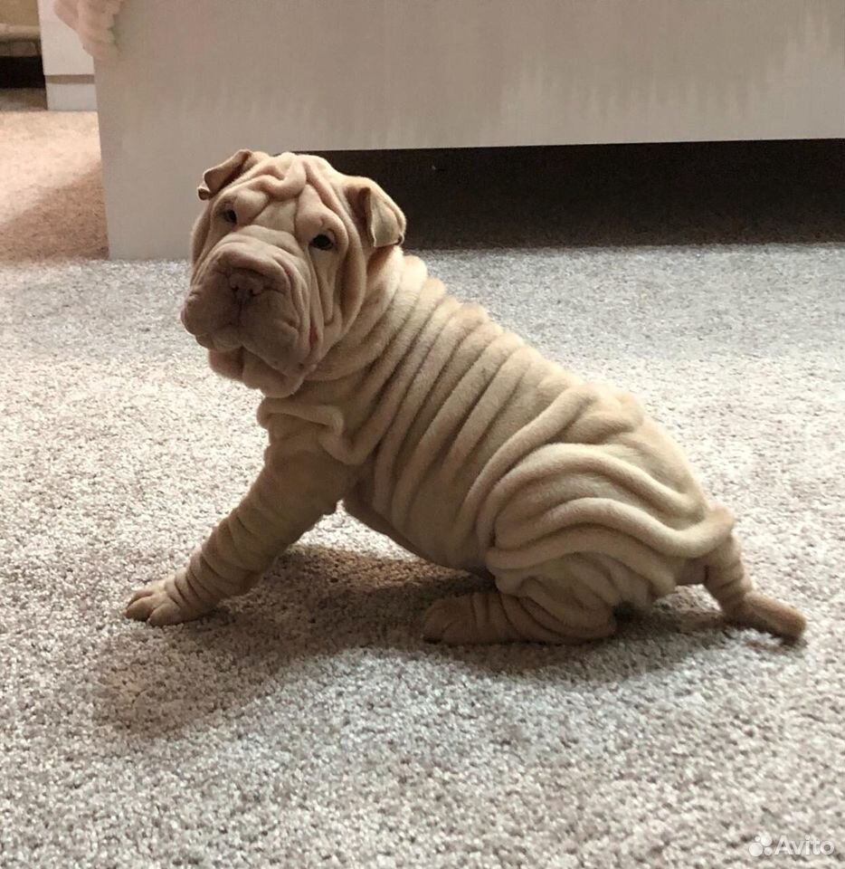 Изабелловый малыш